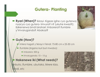 Seed potato and planting | PPT