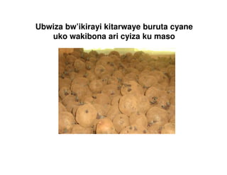 Seed potato storage | PDF | Agriculture | Industries