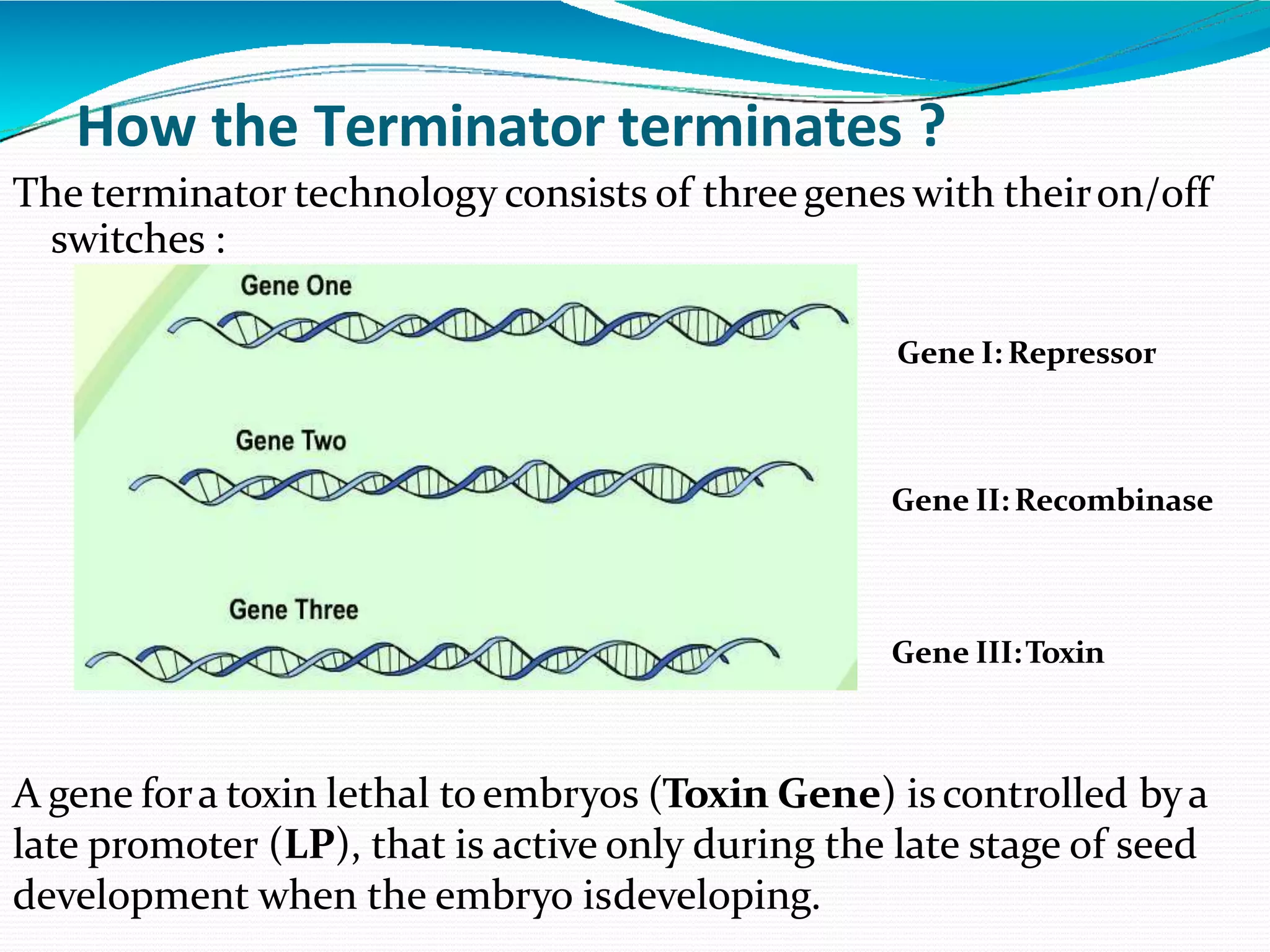TERMINATOR SEED TECHNOLOGY | PPTX