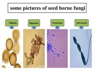 seed ppty jinna.pptx