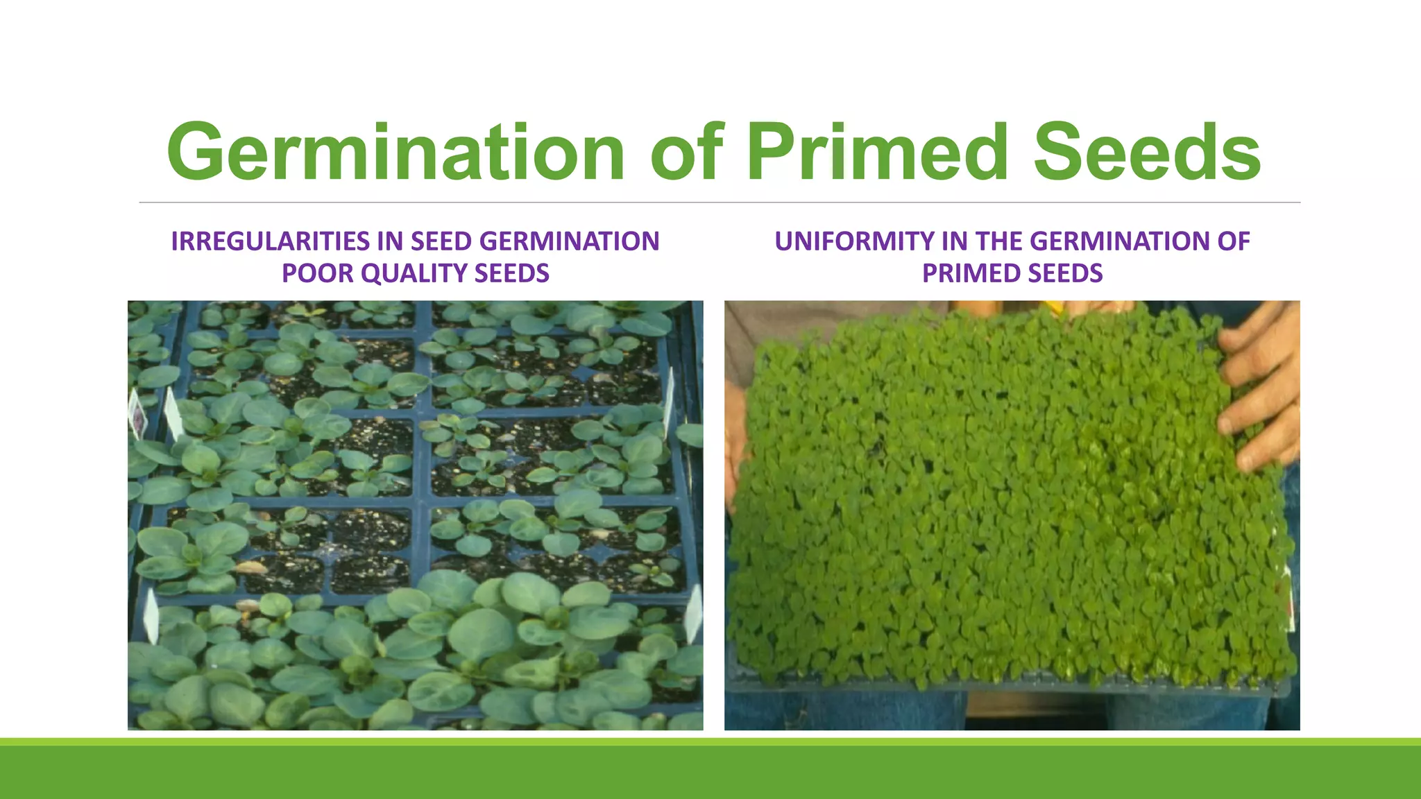 Seed Priming | PDF