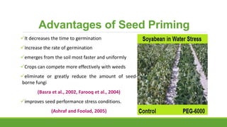 Seed Priming | PDF