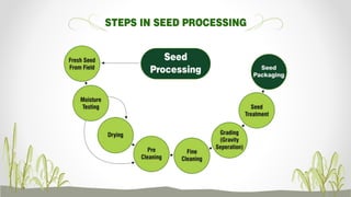 Seed processing and it's steps | PPTX | Agriculture | Industries