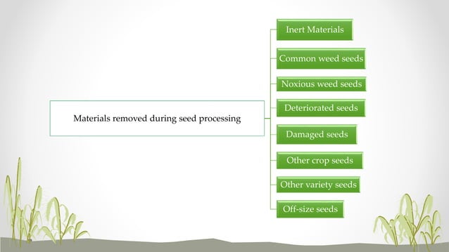 Seed processing and it's steps | PPTX | Agriculture | Industries