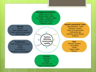 Seed processing, Principles and movement and steps in seed processing ...