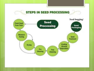 Seed processing, Principles and movement and steps in seed processing ...