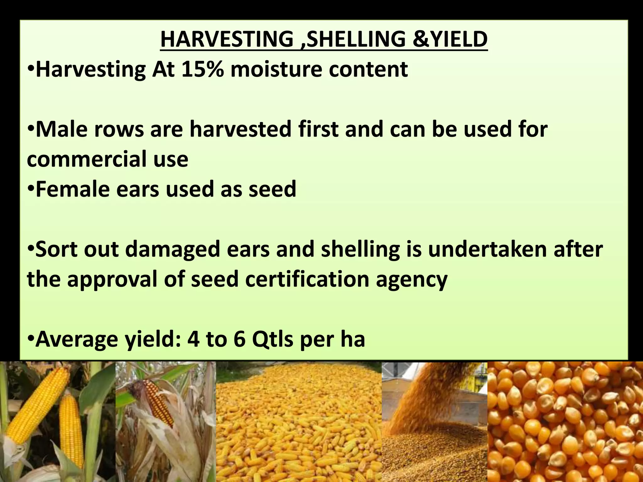 Seed production-maize | PPTX