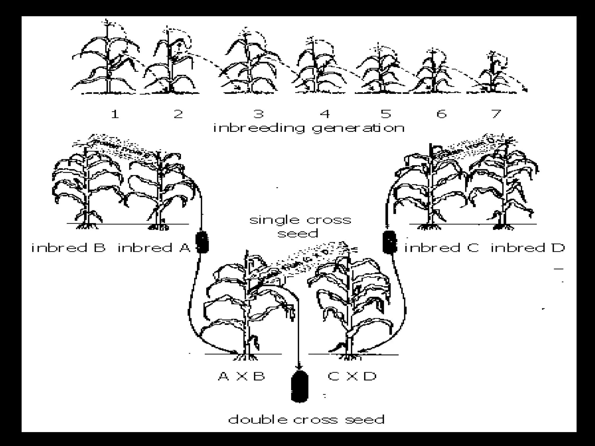 Seed production-maize | PPTX