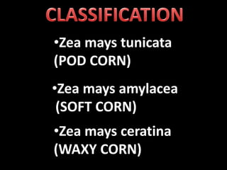 Seed production-maize | PPTX