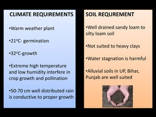 Seed production-maize | PPTX