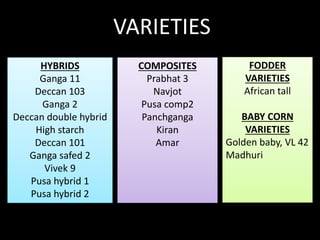 Seed production-maize | PPTX
