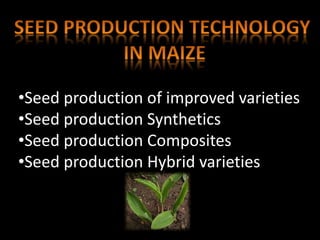 Seed production-maize | PPTX