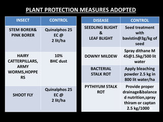 Seed production-maize | PPTX