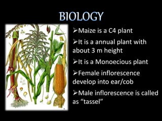 Seed production-maize | PPTX