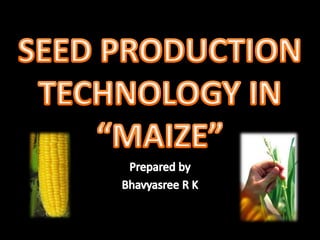 Maize Seed Structure
