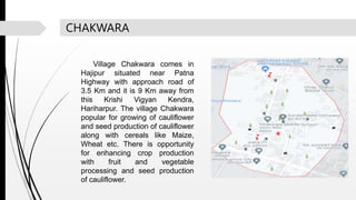Seed production of Cauliflower In Chakwara Village | PPTX