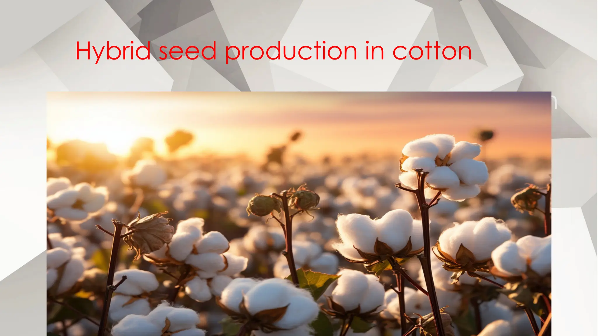 hybridf and verital seed productions.pptx