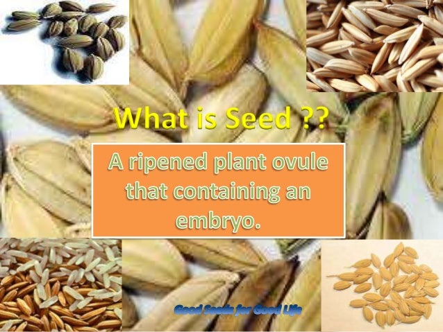 Seed production sharing views PAN SEEDS PVT LTD KOLKATA WB