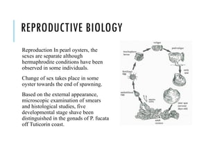 Seed production and breeding of pearl Oyster | PPTX