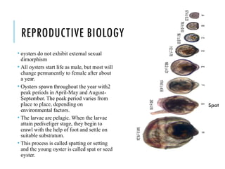 Seed production and breeding of pearl Oyster | PPTX