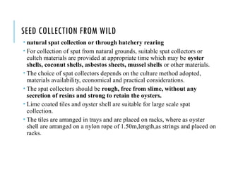 Seed production and breeding of pearl Oyster | PPT