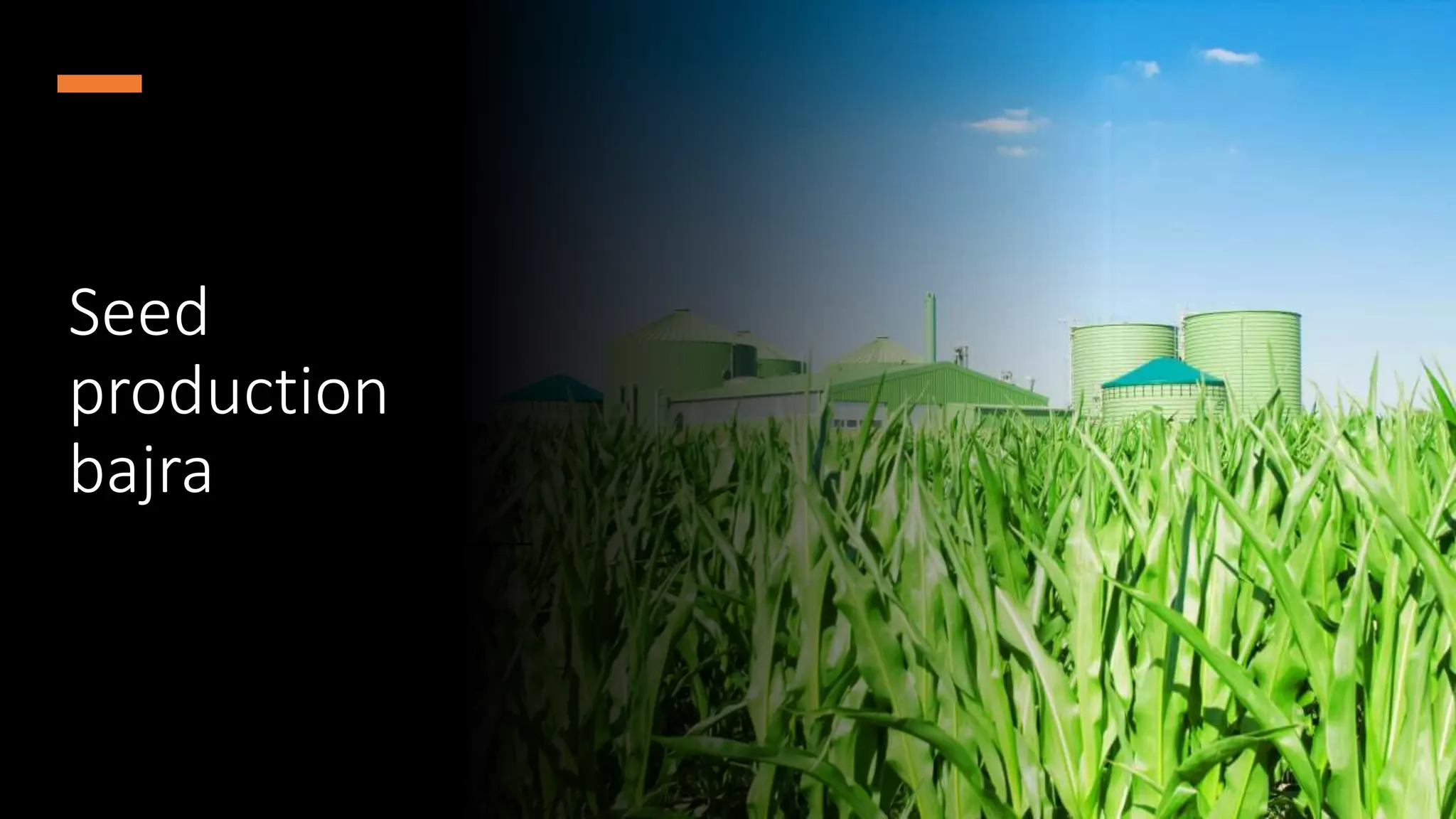 Seed production bajra.pptx