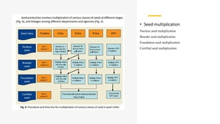 Seed production bajra.pptx
