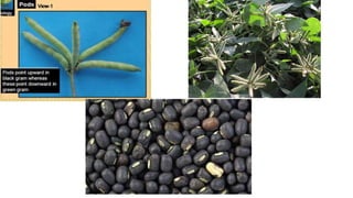 Seed production in blackgram | PPTX