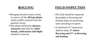 Seed production in blackgram | PPTX