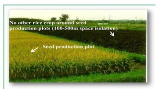 Seed production certified and foundation seed in paddy.pdf