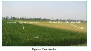 Seed production certified and foundation seed in paddy.pdf