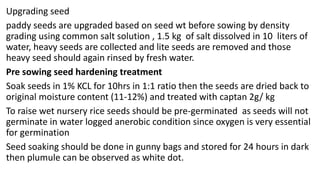 Seed production certified and foundation seed in paddy.pdf