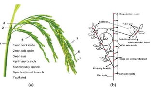 Seed production certified and foundation seed in paddy.pdf