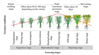 Seed production certified and foundation seed in paddy.pdf