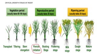 Seed production certified and foundation seed in paddy.pdf