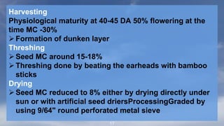 Seed production foundation and certified seed production in sorghum ...