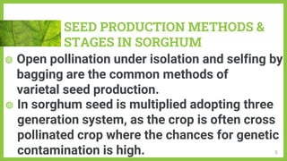 Seed production foundation and certified seed production in sorghum ...