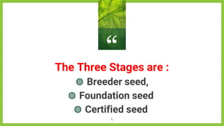 Seed production foundation and certified seed production in sorghum ...