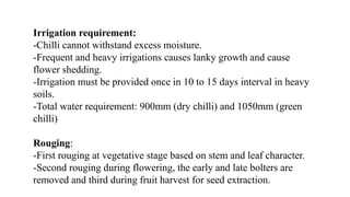 Seed production in Chilli (Capsicum annuum) | PPTX