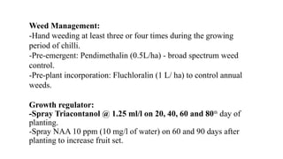 Seed production in Chilli (Capsicum annuum) | PPTX
