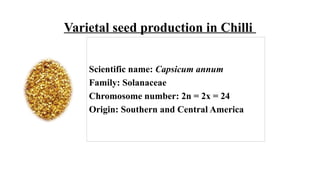Seed production in Chilli (Capsicum annuum) | PPTX