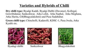 Seed production in Chilli (Capsicum annuum) | PPTX