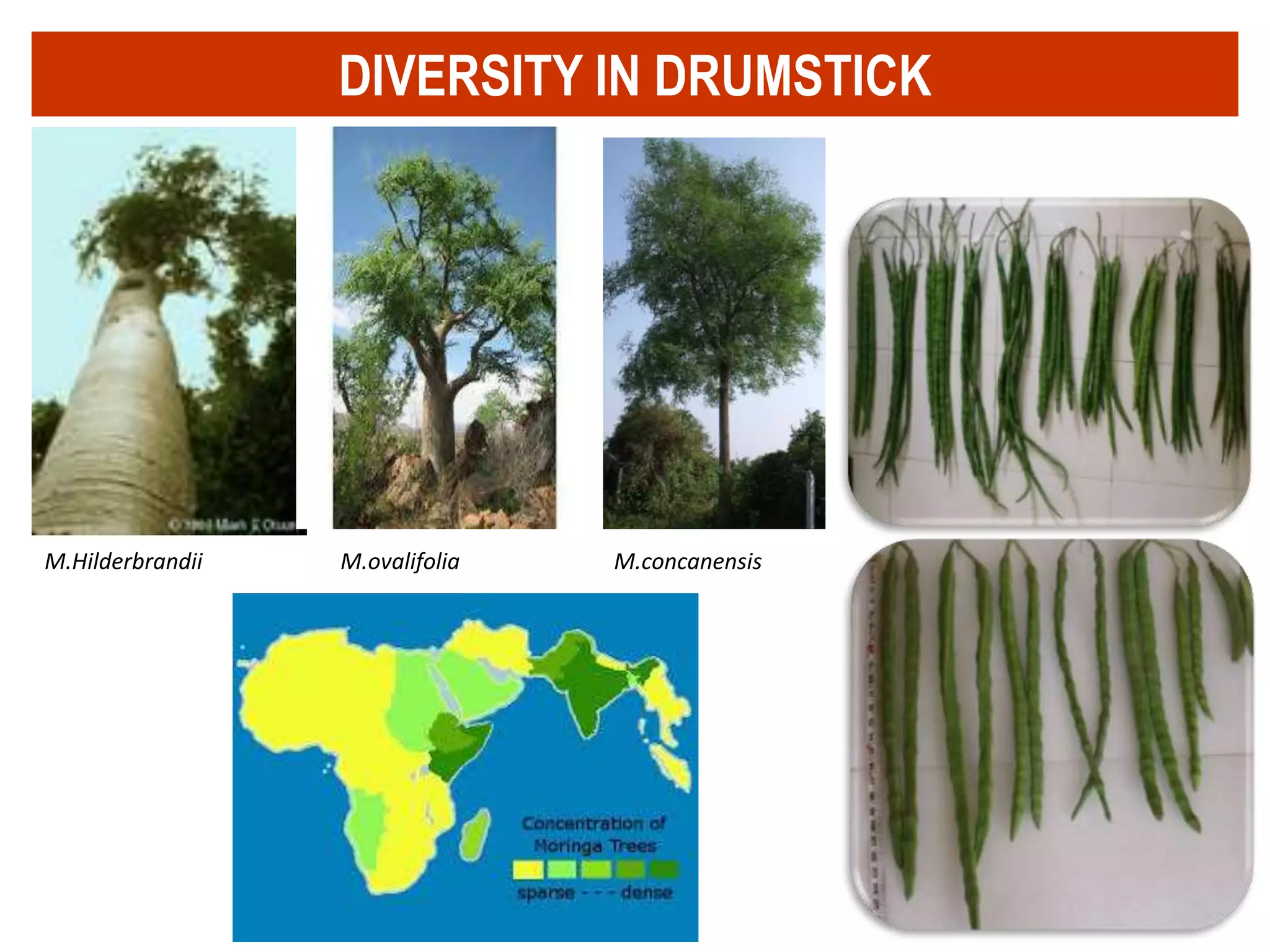 Seed production in drumstick | PPTX