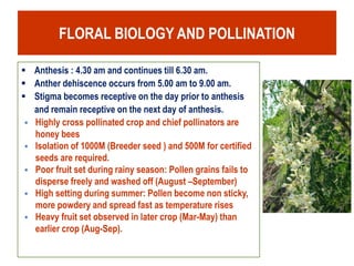 Seed production in drumstick | PPTX