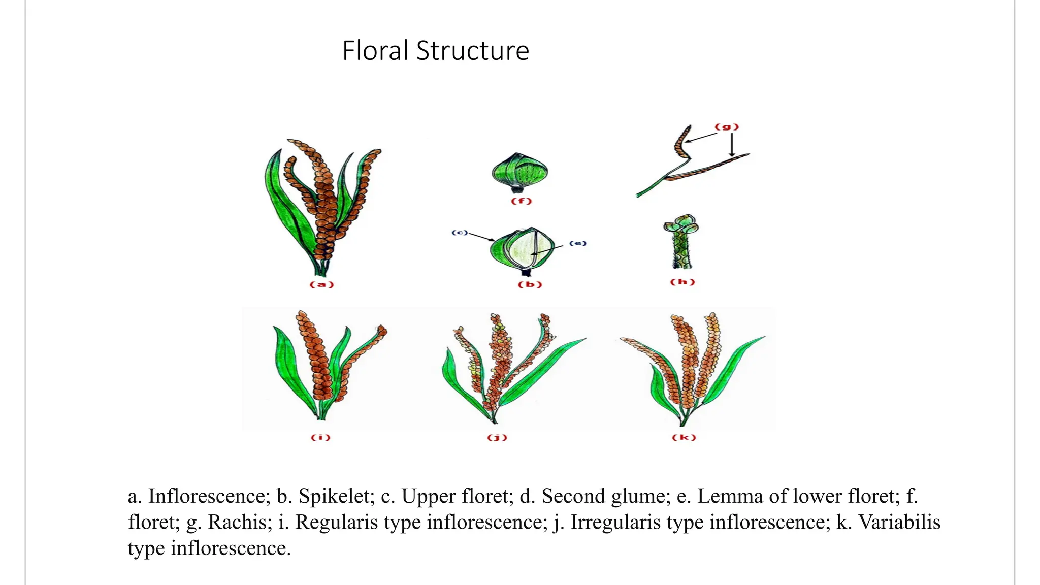 Varietal Seed Production technology in Kodo Millet | PPTX