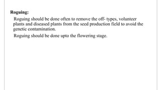 Varietal Seed Production technology in Kodo Millet | PPTX