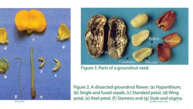 Seed production in oil seeds.pptx