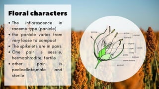 Seed production in sorghum_20231215_180132_0000.pdf