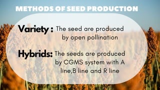 Seed production in sorghum_20231215_180132_0000.pdf