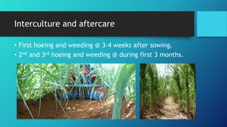 SEED PRODUCTION TECHNIQUES IN SUGARCANE. | PPTX